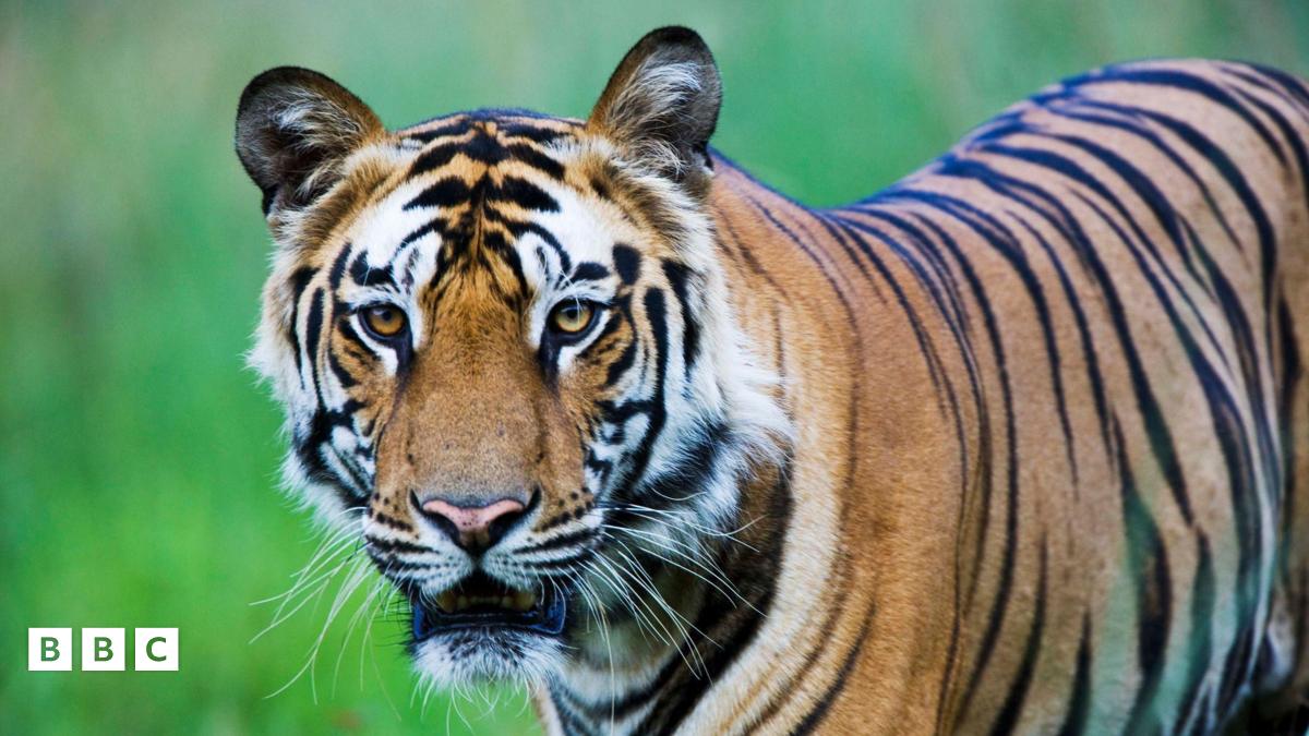 Roaring success for tigers in India - BBC Newsround