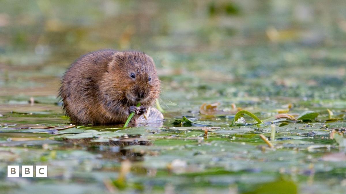 Water voles return to west of England for first time in 20 years - BBC ...