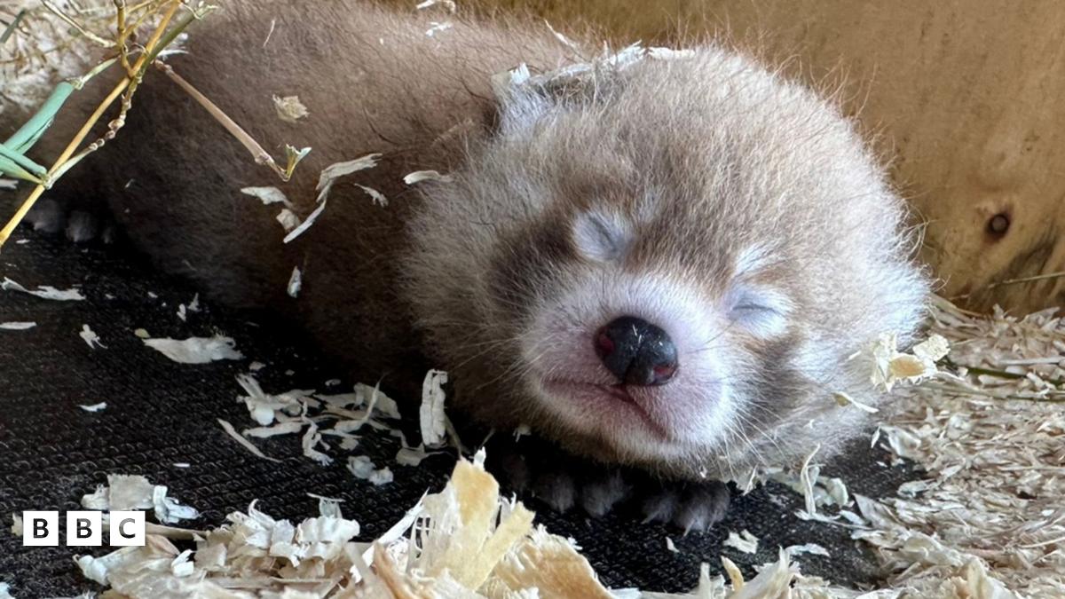 Red-iculously cute red panda cub born - BBC Newsround