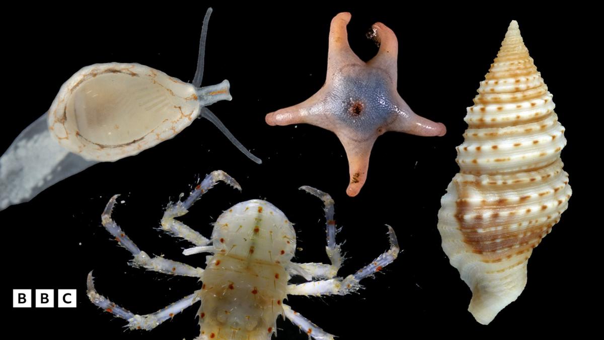 Underwater photos of 800 new species in Ocean Census - BBC Newsround