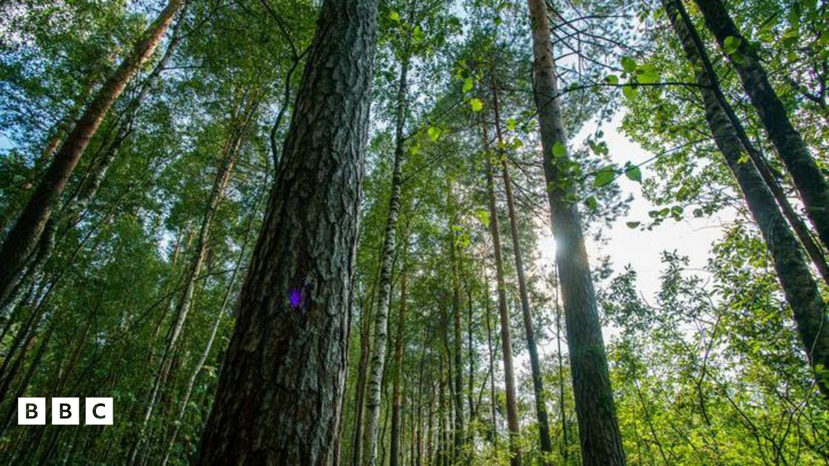 Western Forest: New national forest to be created in the west of ...