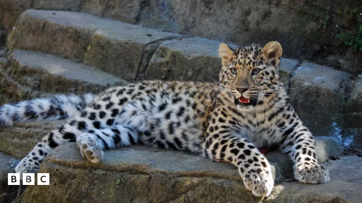 Dartmoor Zoo leopard finds love on animal 'dating' site - BBC Newsround