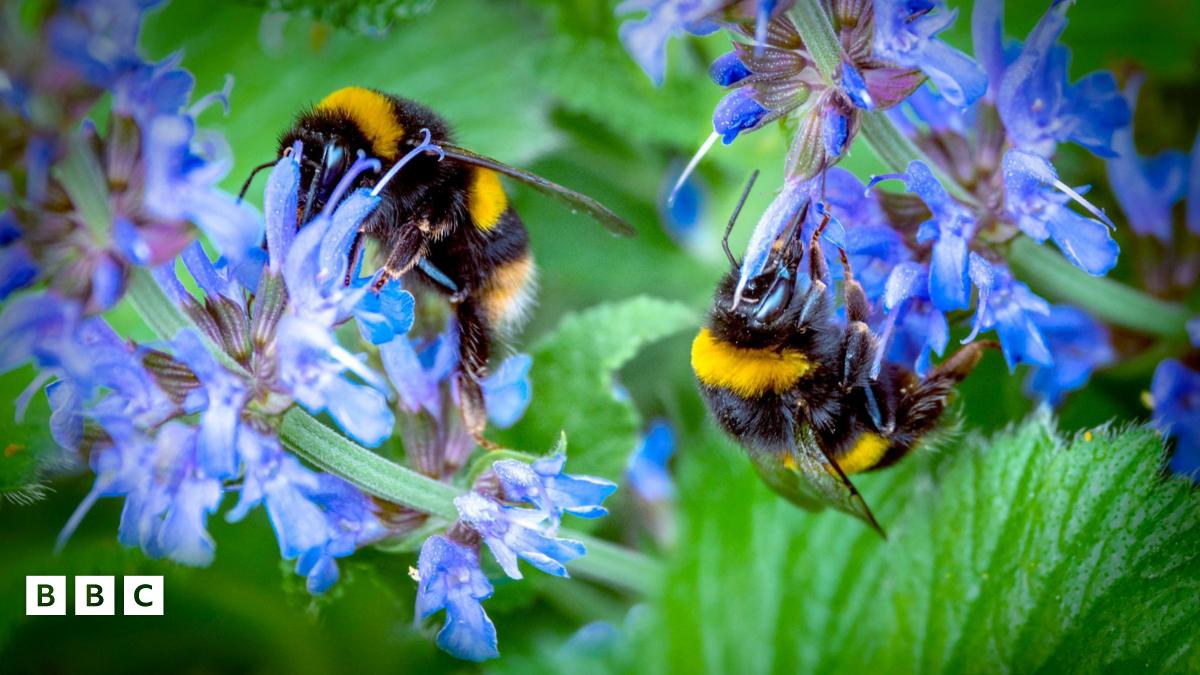 British bumblebee numbers lowest on record - BBC Newsround