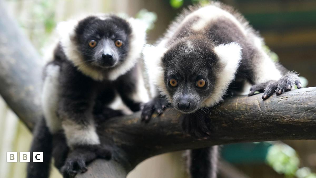 Birth of critically endangered lemur twins 'beacon of hope' - BBC Newsround