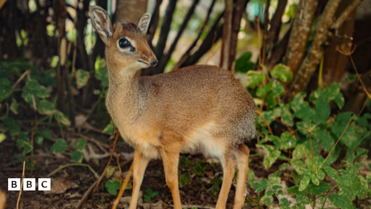 Meet Maple the tiny antelope who weighs less than a bag of sugar - BBC Newsround