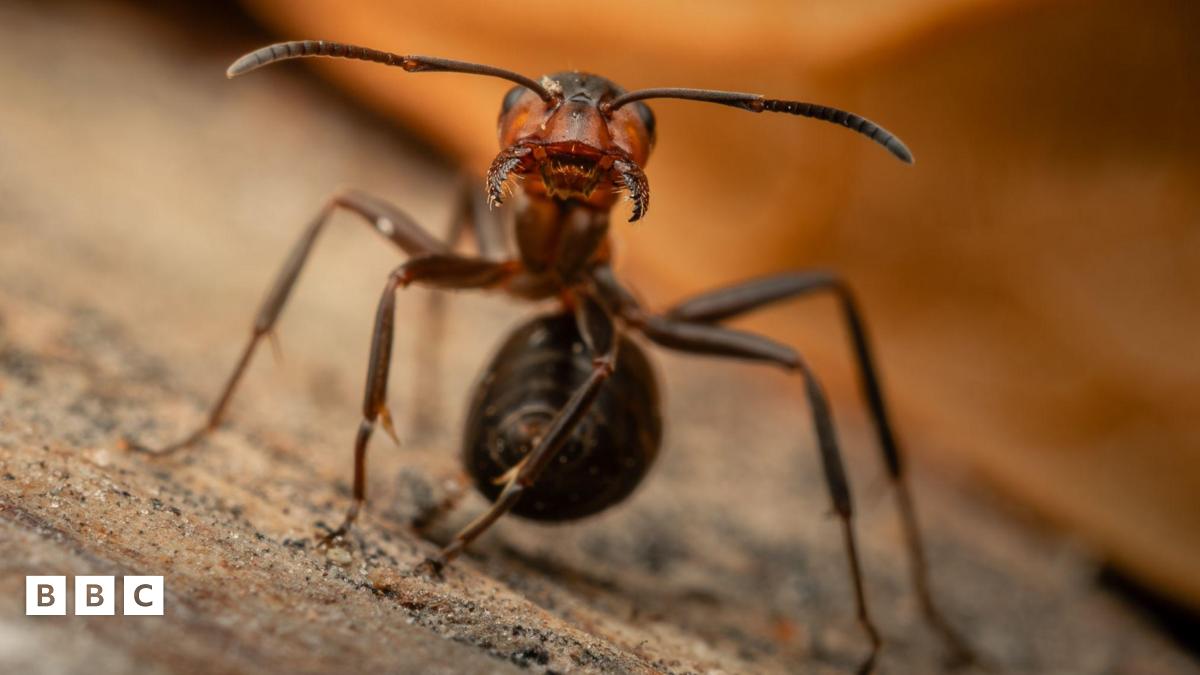 Ants adapt their nests to prevent spread of diseases - BBC Newsround