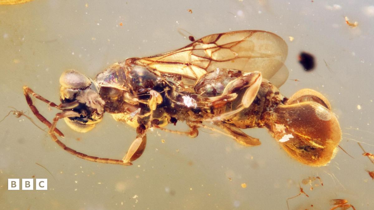Check out this ancient wasp with a flytrap for a bottom - BBC Newsround