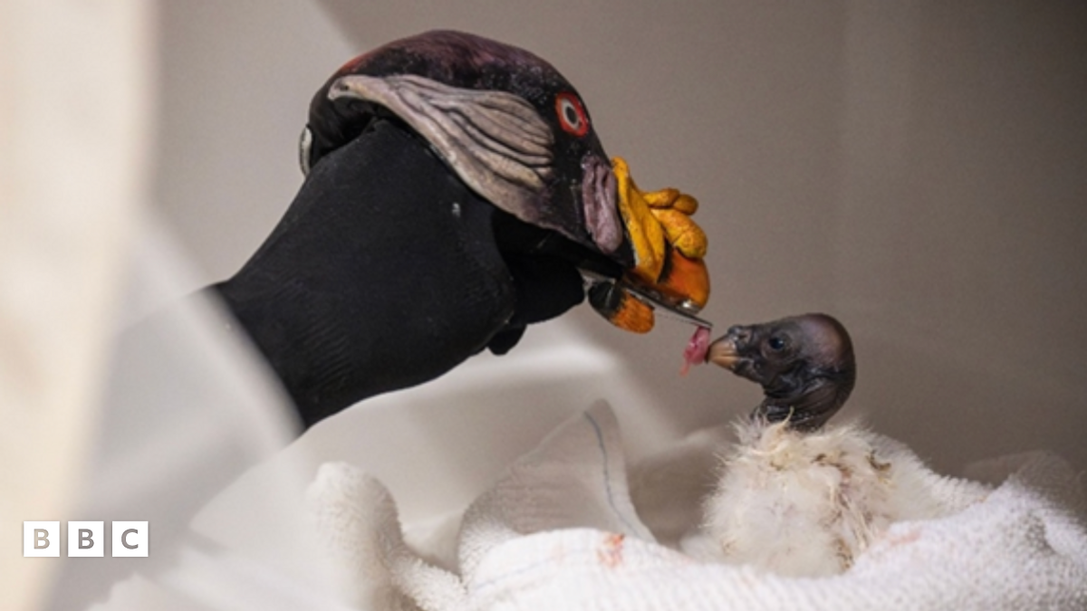Vulture chick fed by hand puppet at Bronz Zoo - BBC Newsround