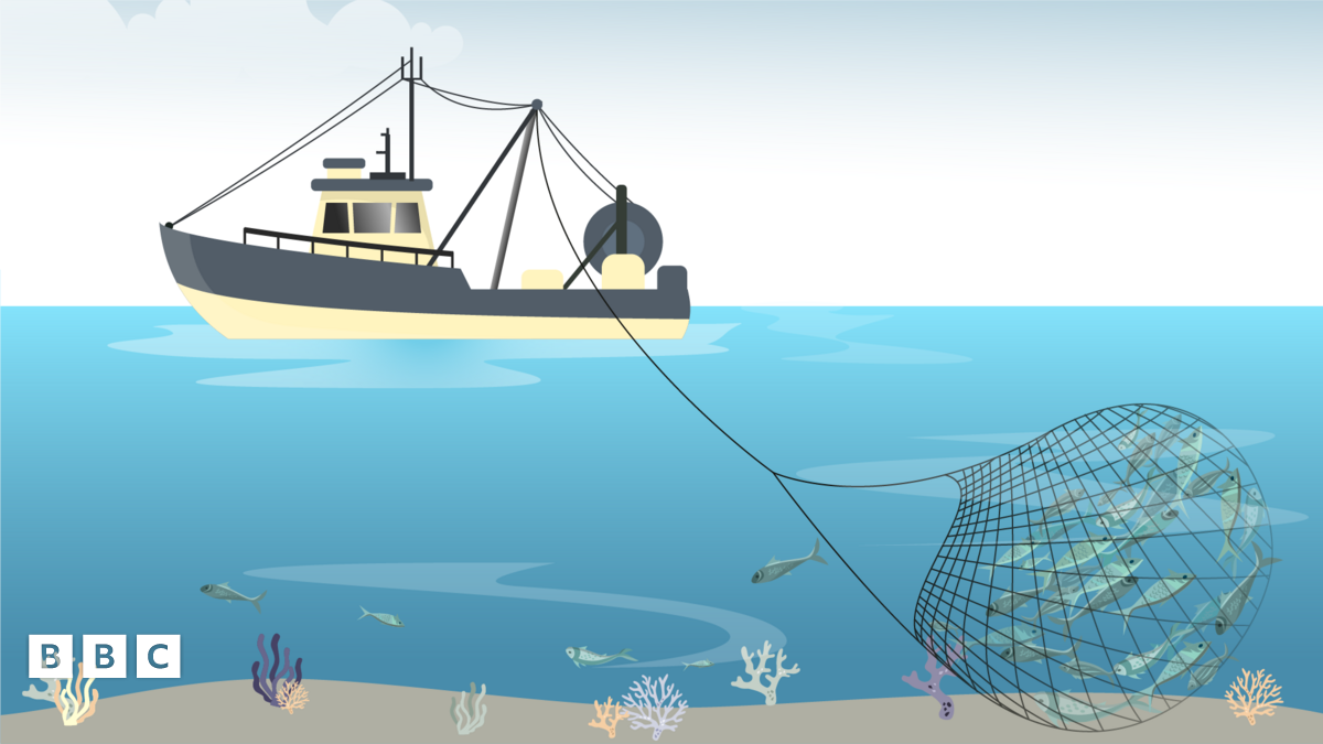 What is the sea bottom trawling ban? - BBC Newsround
