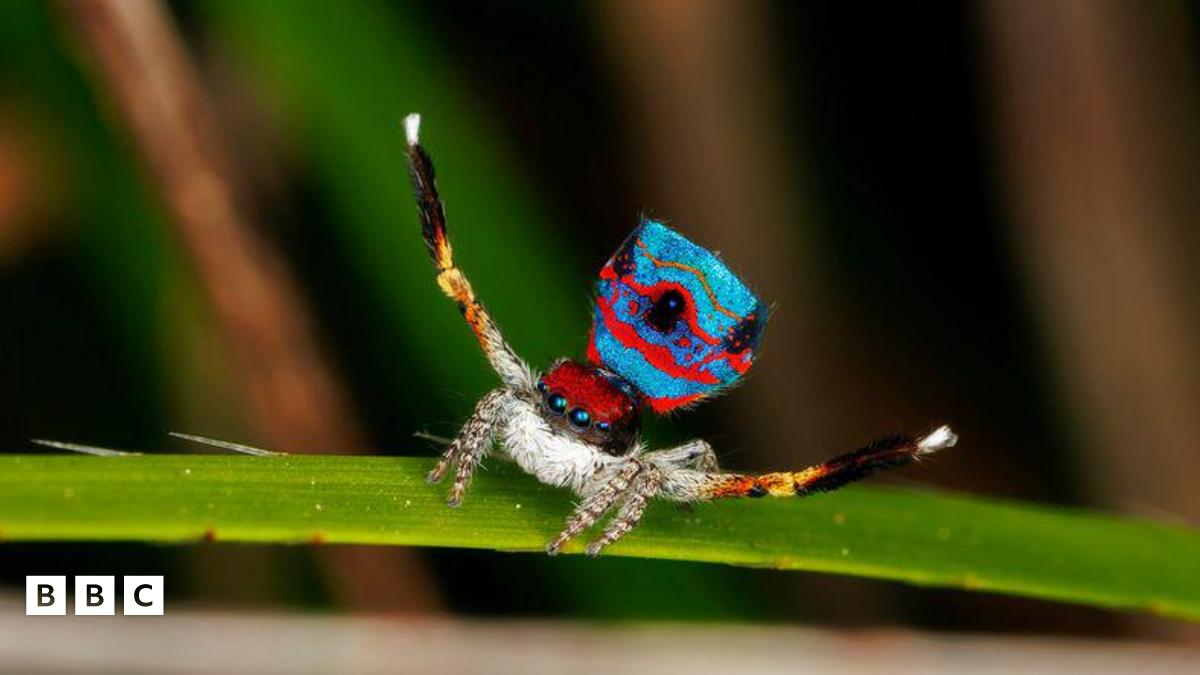 Scientists solve mystery behind dancing spiders - BBC Newsround