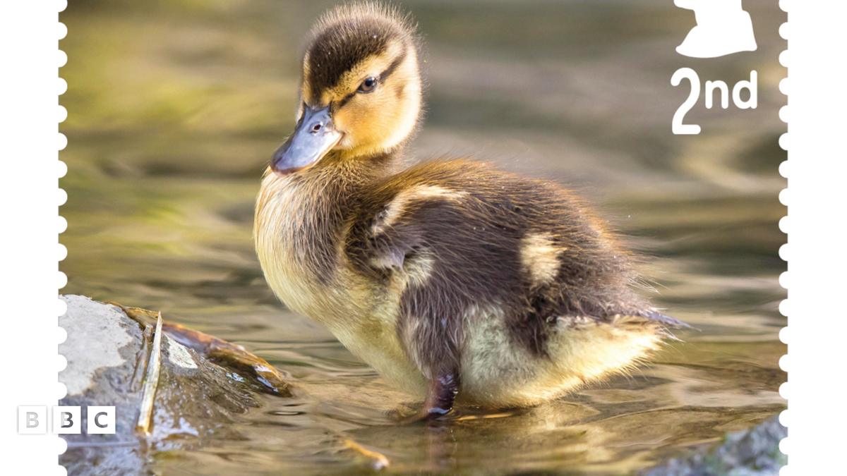 Royal Mail: New stamps featuring ducks revealed - BBC Newsround