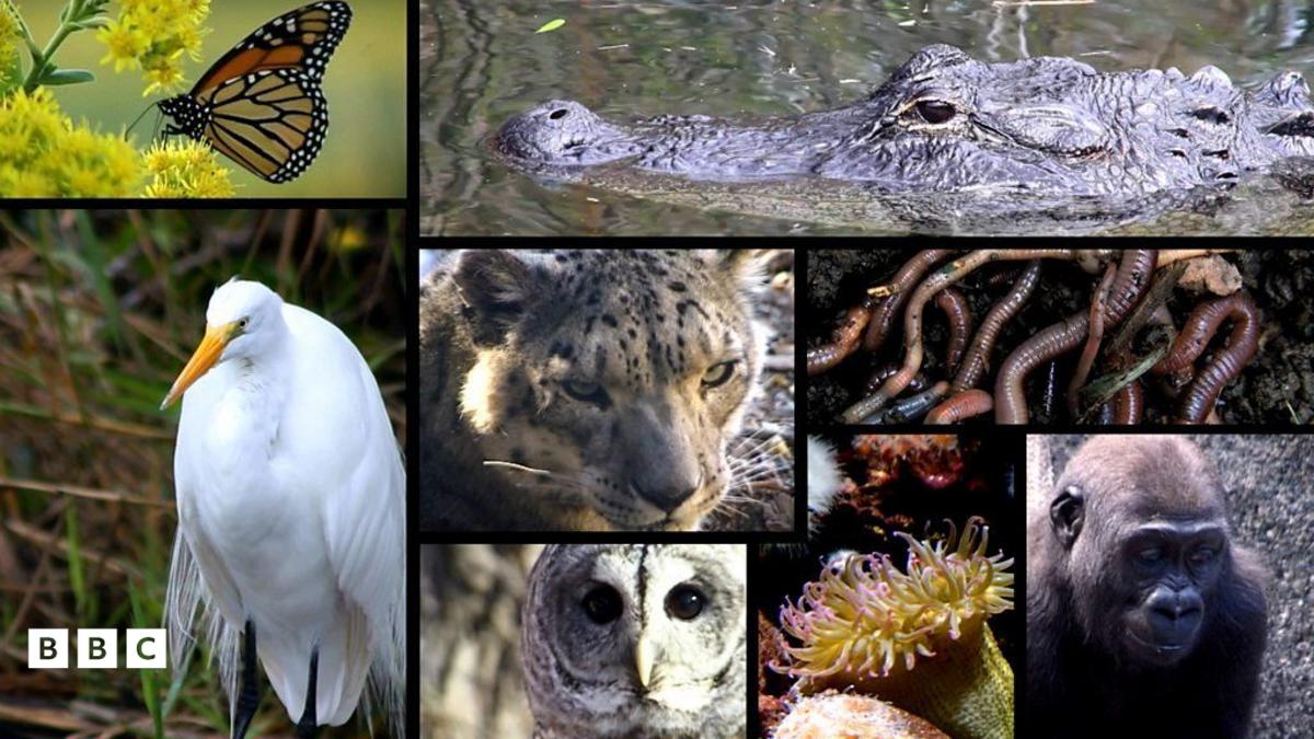 Big Question: How many animal species are there? - BBC Newsround
