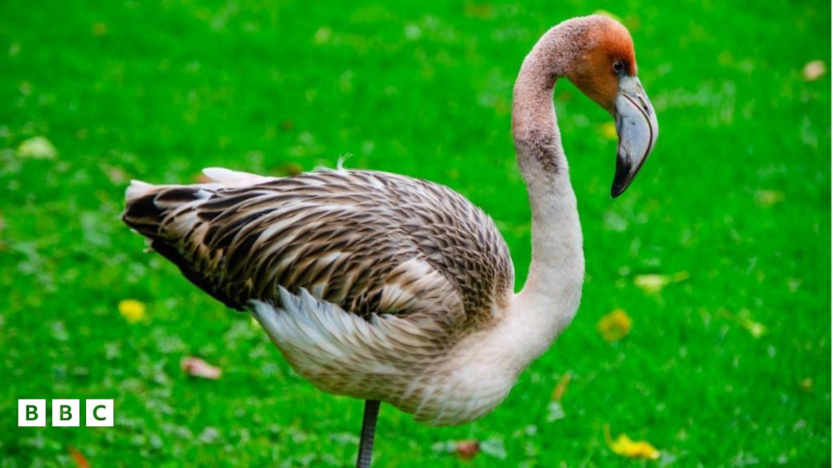 Frankie the missing Cornwall flamingo spotted in northern France - BBC ...