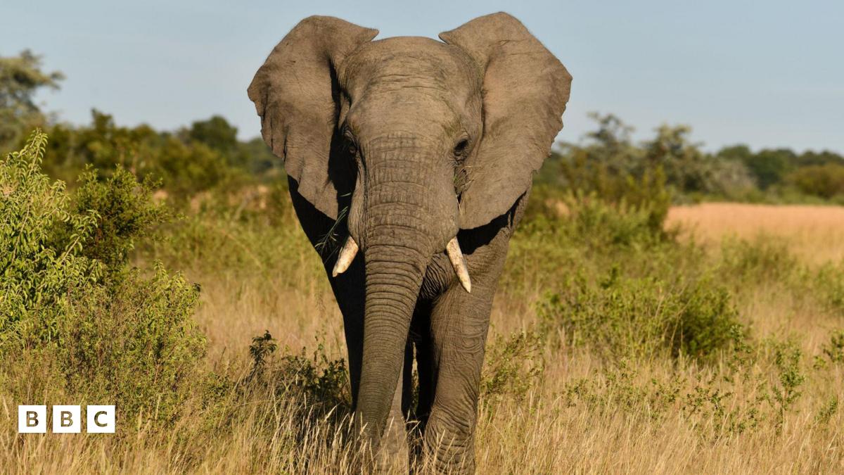 World Elephant Day 2025: Amazing facts about elephants - BBC Newsround