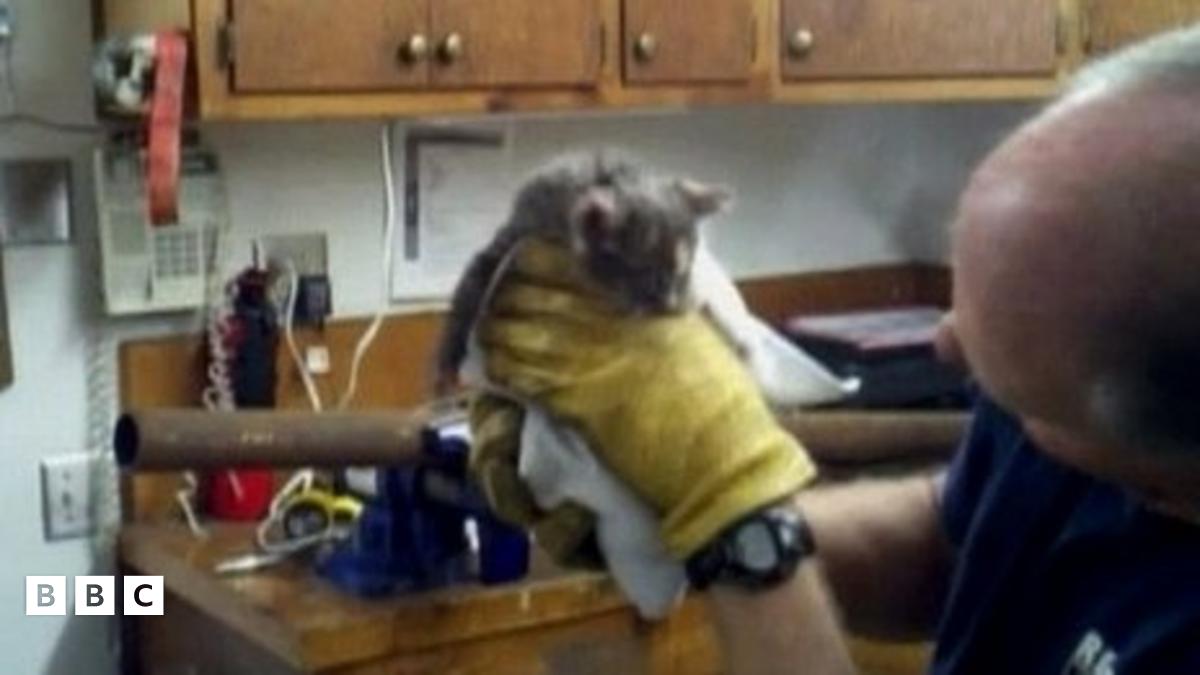 Tiny kitten rescued from a pipe - BBC Newsround