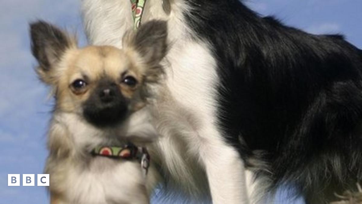 Chihuahua Nancy is sheep-herding star - BBC Newsround