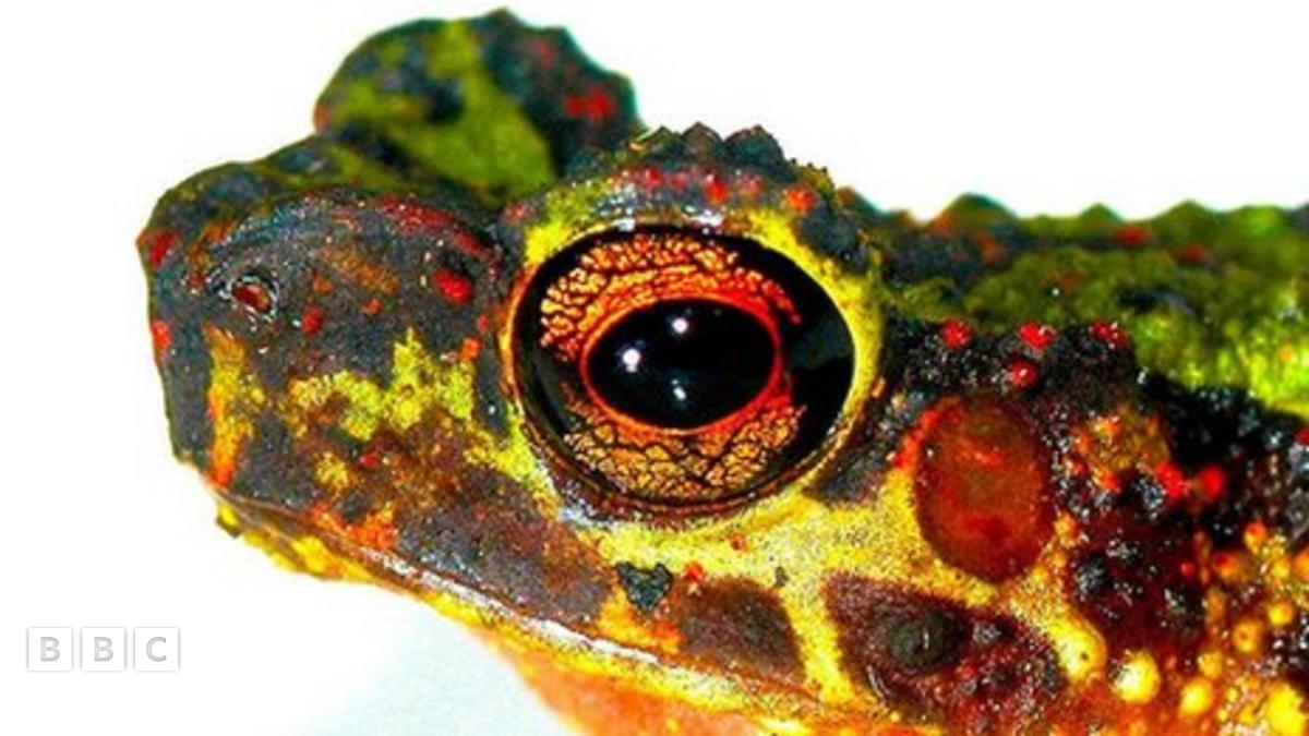 Lost rainbow toad rediscovered - BBC Newsround