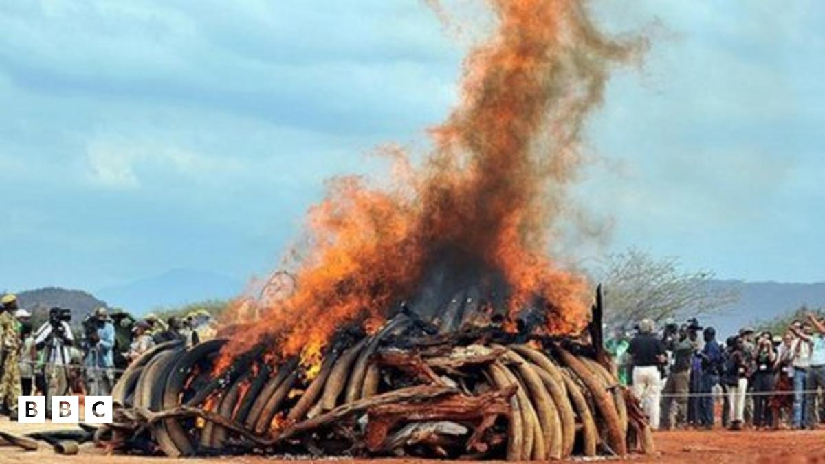 Hundreds of elephant ivory tusks burned in Kenya - BBC Newsround