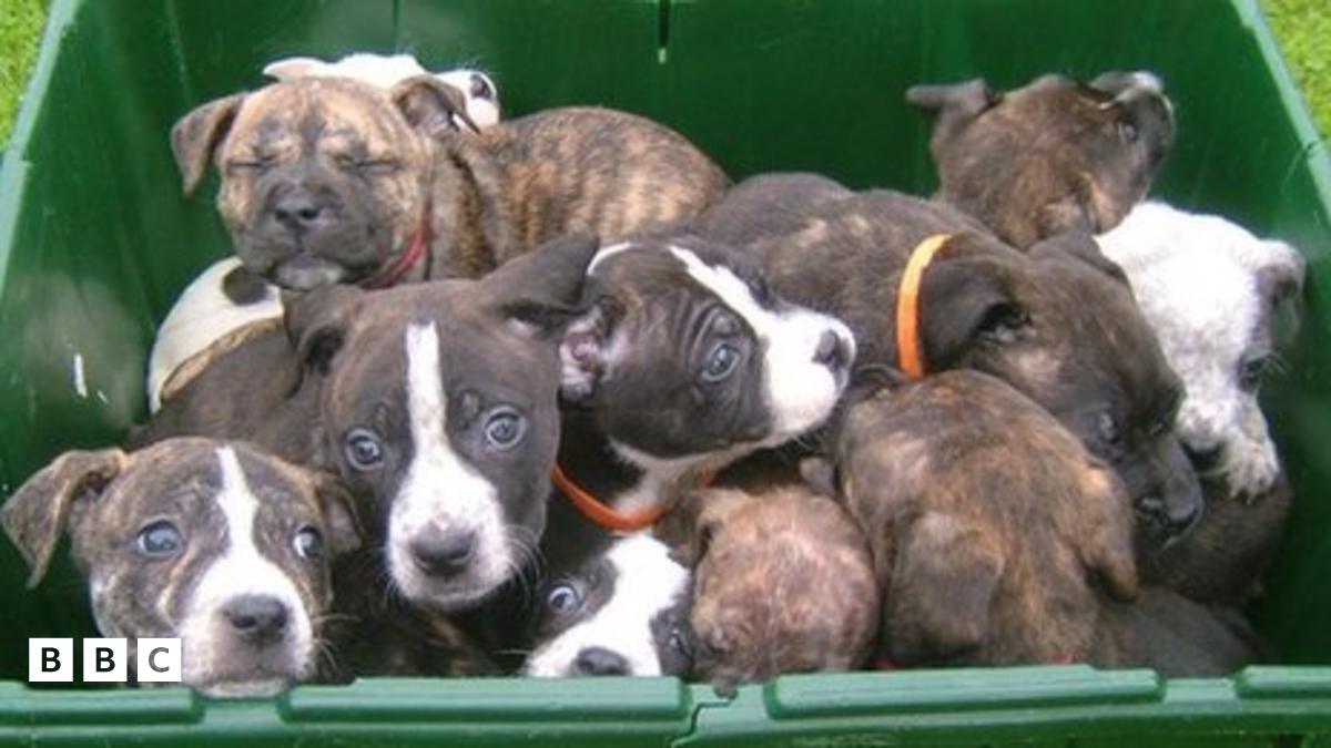 Dumped puppies rescued from recycling box in Wales - BBC Newsround