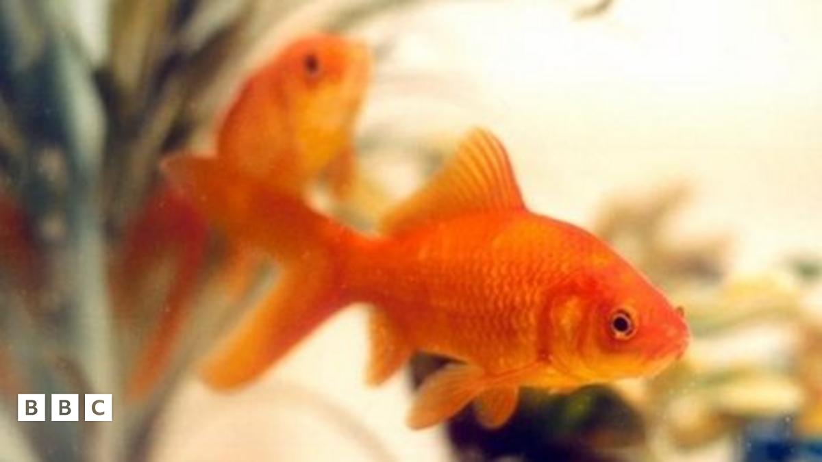 Fish found alive after earthquake - BBC Newsround