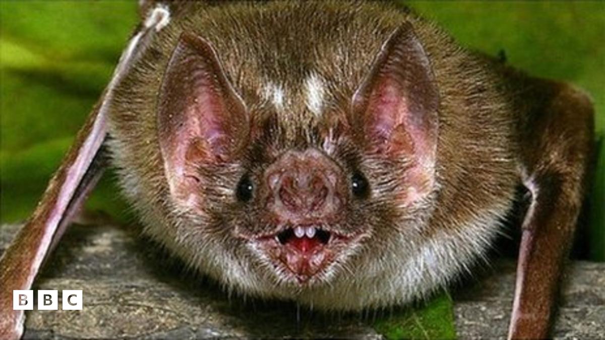 How blood-drinking vampire bats find their next meal - BBC Newsround