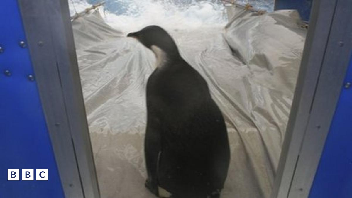 Lost penguin freed in Antarctic - BBC Newsround