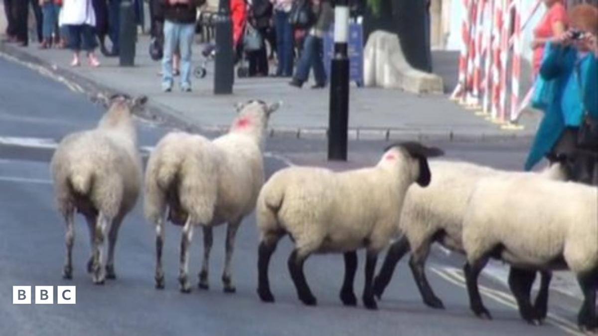 Sheep take a stroll around chemist shop - BBC Newsround