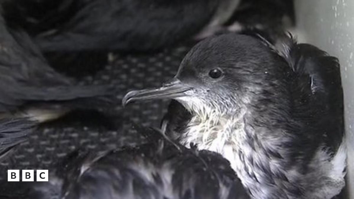 Hundreds of seabirds rescued from storm - BBC Newsround