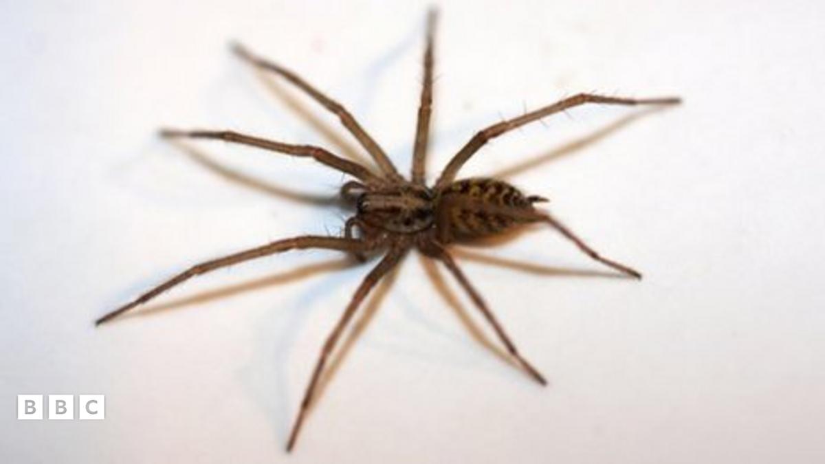 UK to see lots more spiders after warm spring - BBC Newsround