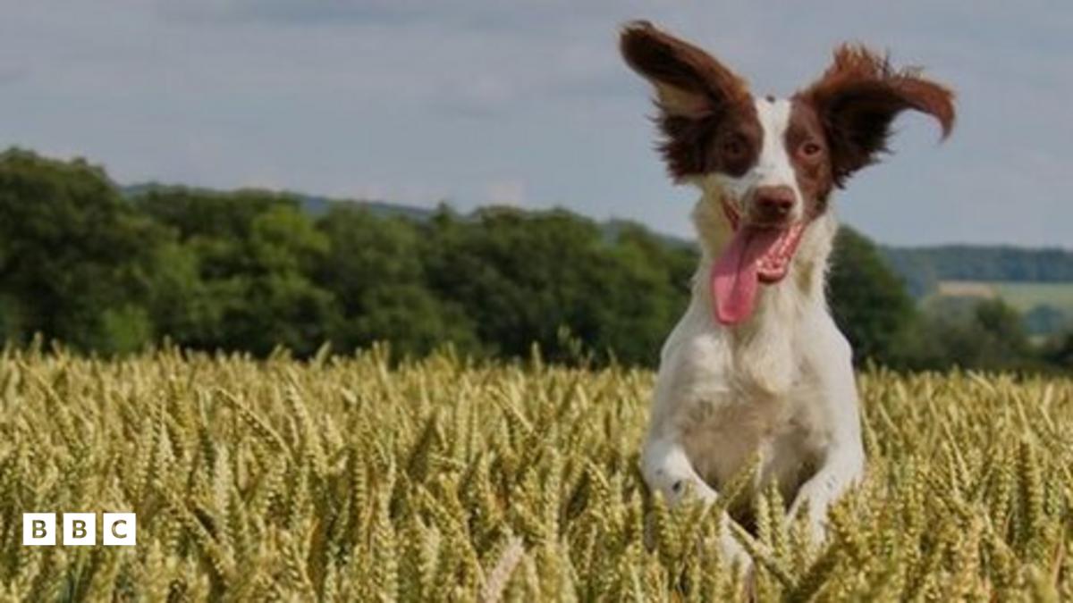 Pictures: Dog photographer of the year - BBC Newsround