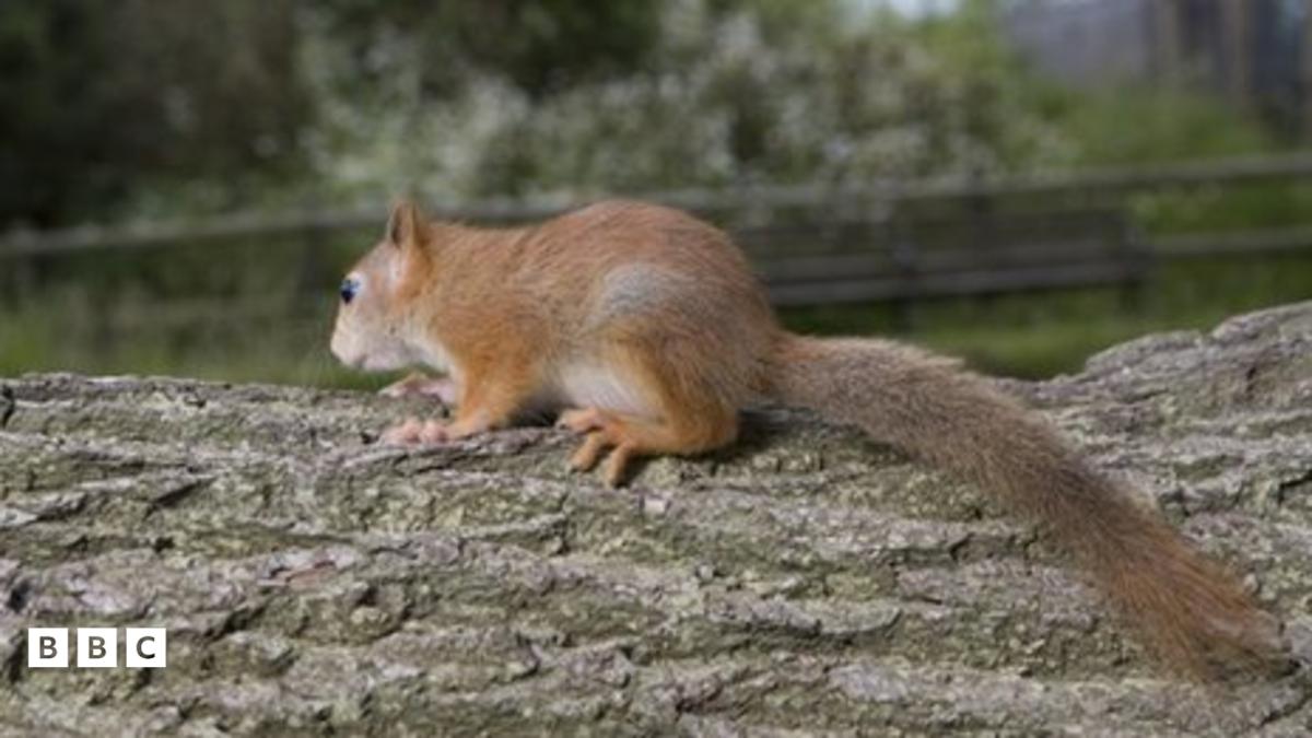Project to help red squirrels is nearly finished - BBC Newsround