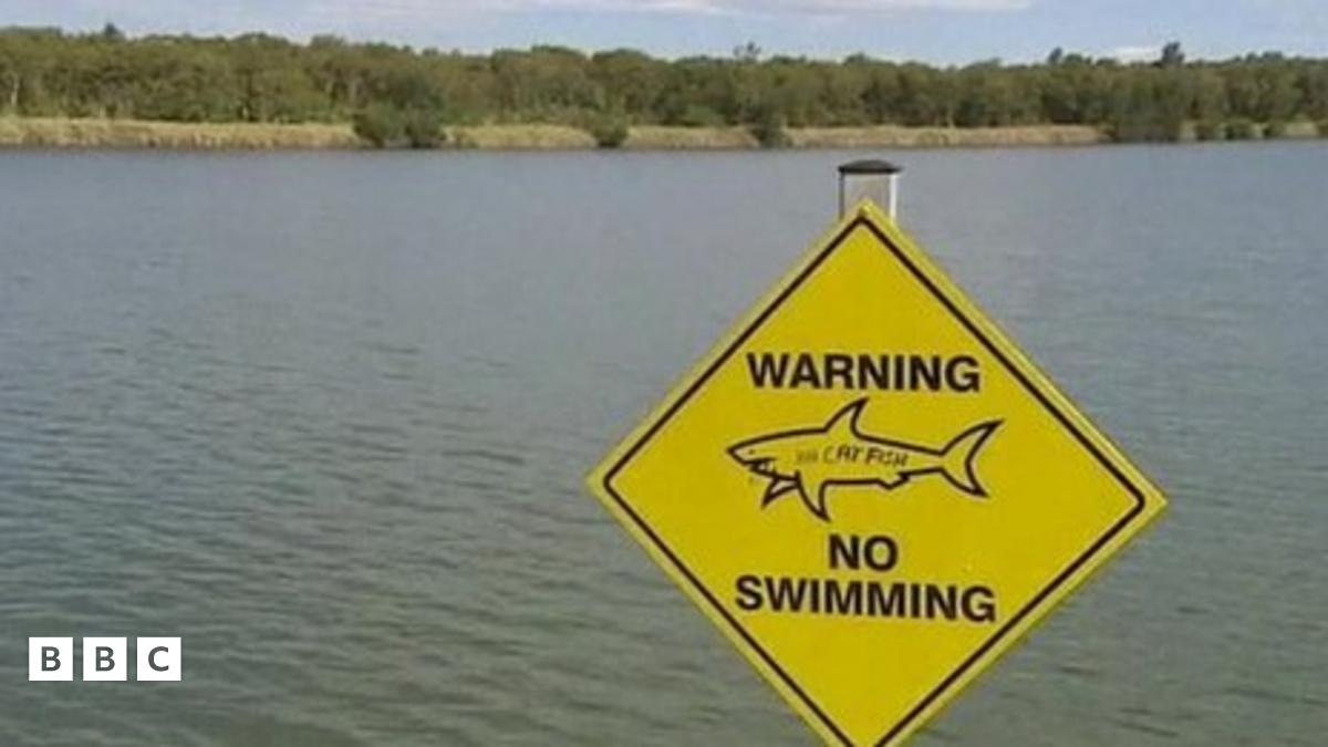 Sharks living in a lake on an Australian golf course - BBC Newsround