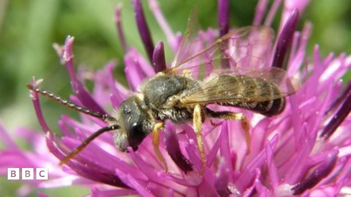 The return of the 'extinct' bee? - BBC Newsround