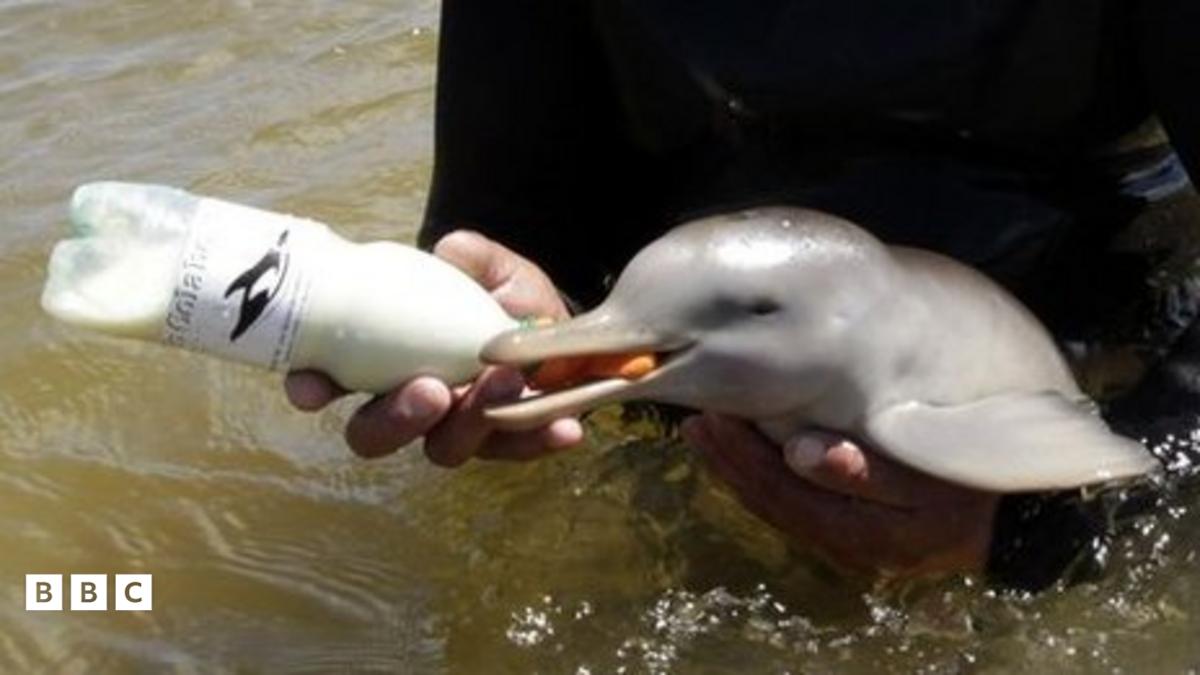 Pictures: Ultra-cute newborn dolphin being hand-reared - BBC Newsround
