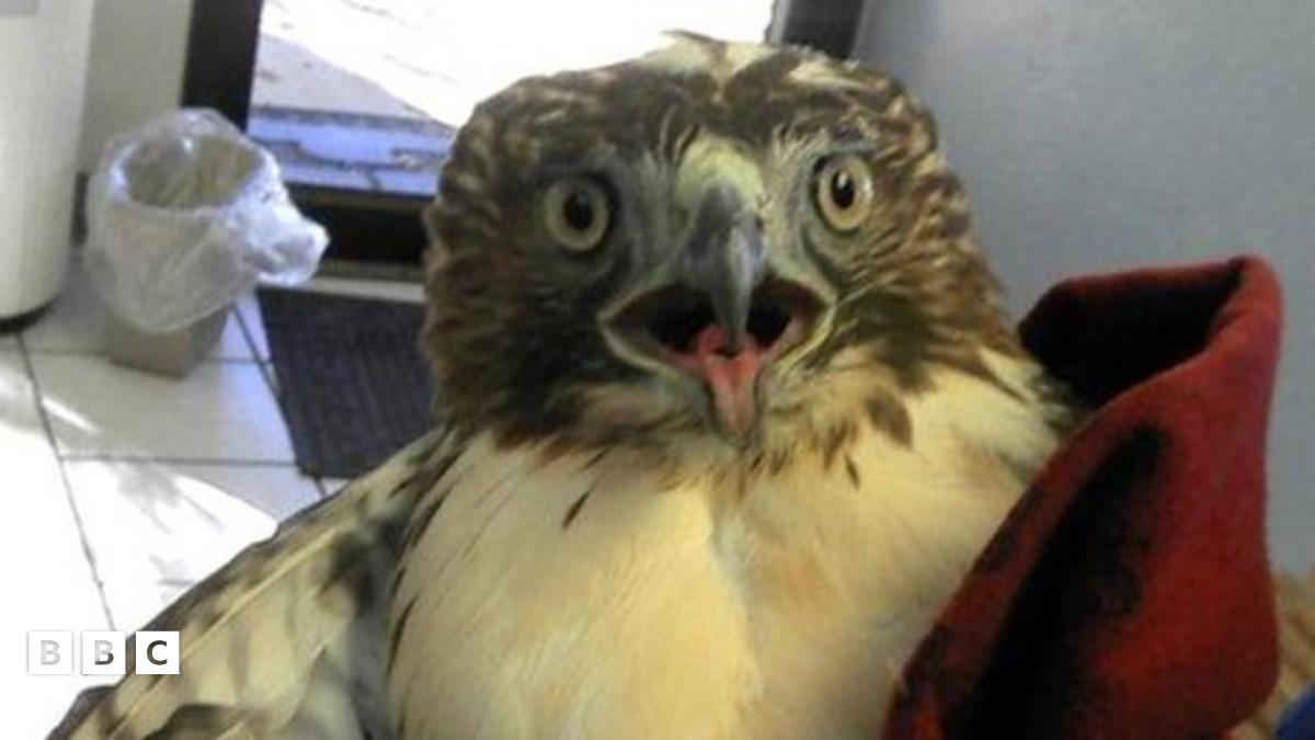Pictures: Amazing rescue of hawk trapped in car grille - BBC Newsround
