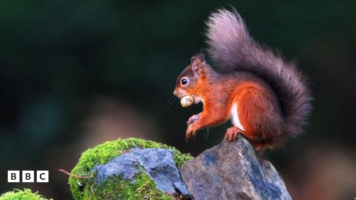 Red squirrel project in NE England gets cash boost - BBC Newsround