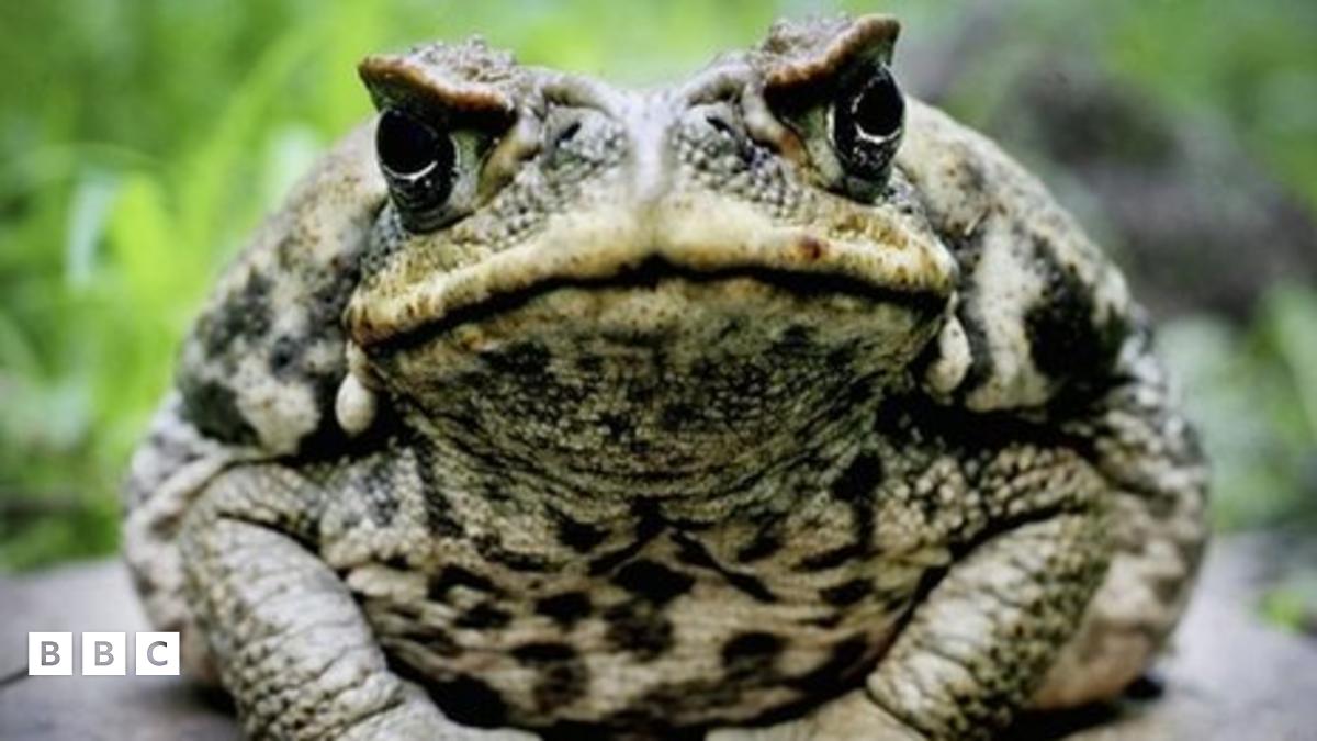 How toads could help us predict earthquakes - BBC Newsround