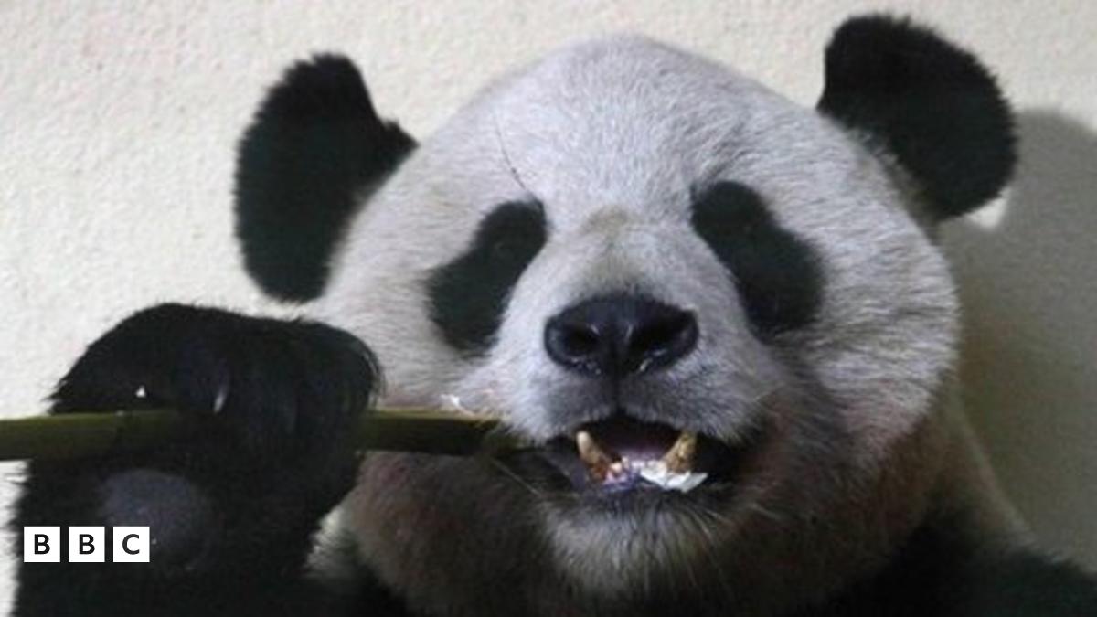 Edinburgh panda is taken ill - BBC Newsround
