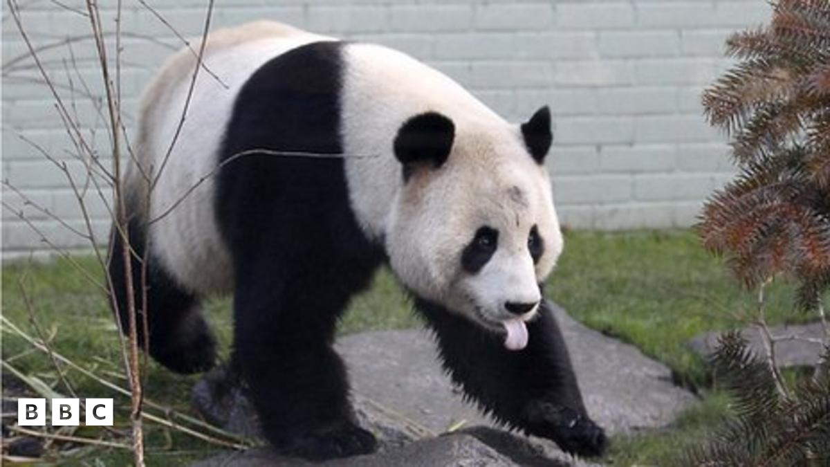 Edinburgh's giant panda Sunshine is getting better - BBC Newsround