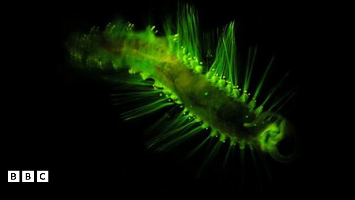 Pictures: Glowing deep sea worm species discovered - BBC Newsround