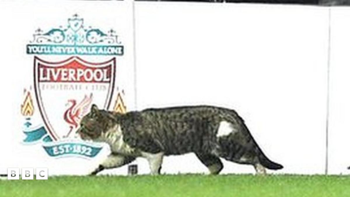 Cat holds up Premier League game - BBC Newsround
