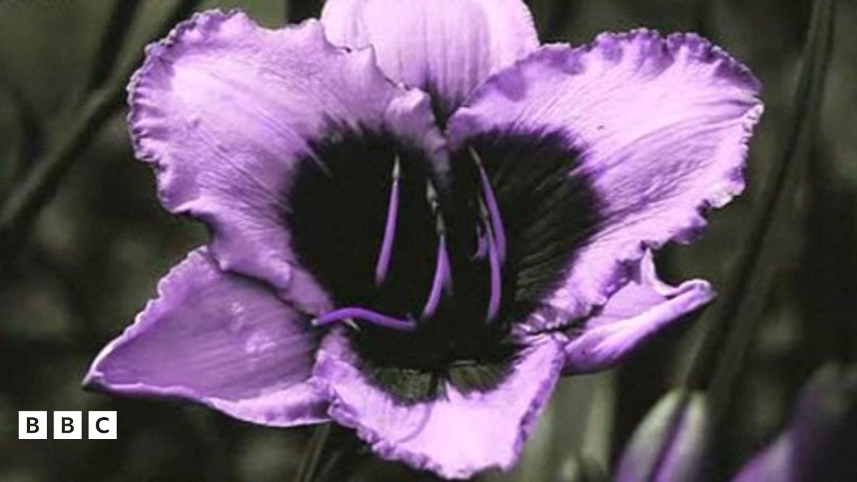 How insects see flowers - BBC Newsround