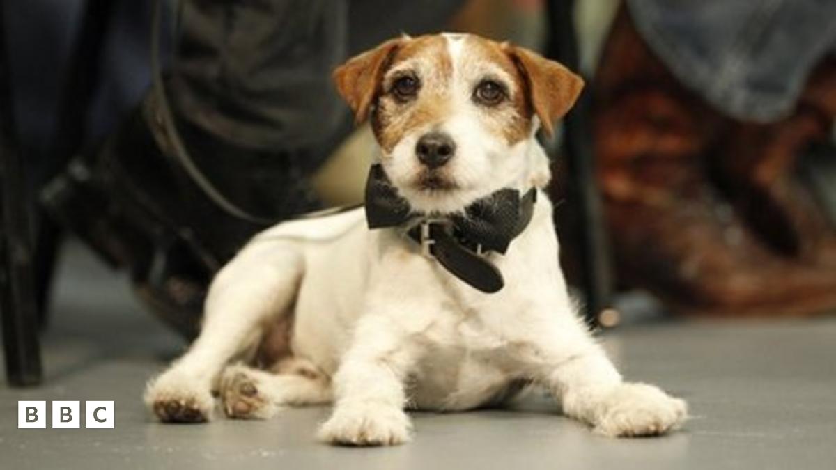 Uggie the dog has 'not been asked' to Oscars - BBC Newsround