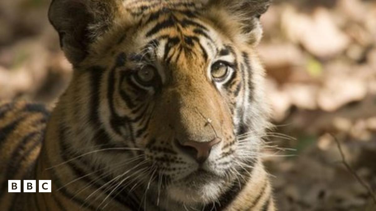 Asian countries hope to crack down on tiger crimes - BBC Newsround