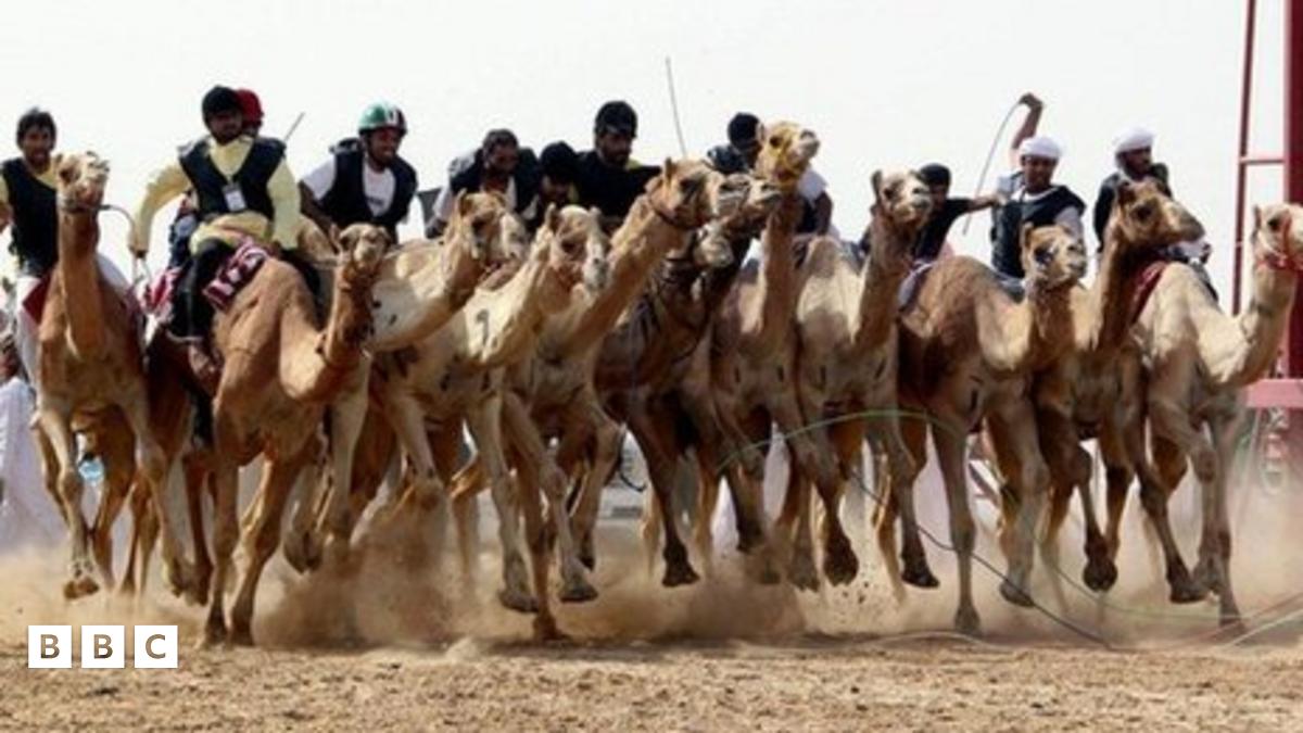Pictures: Amazing camel racing in Abu Dhabi - BBC Newsround