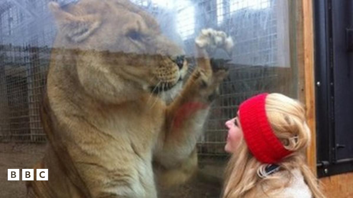 Hayley helps rescued circus lions travel to new home - BBC Newsround