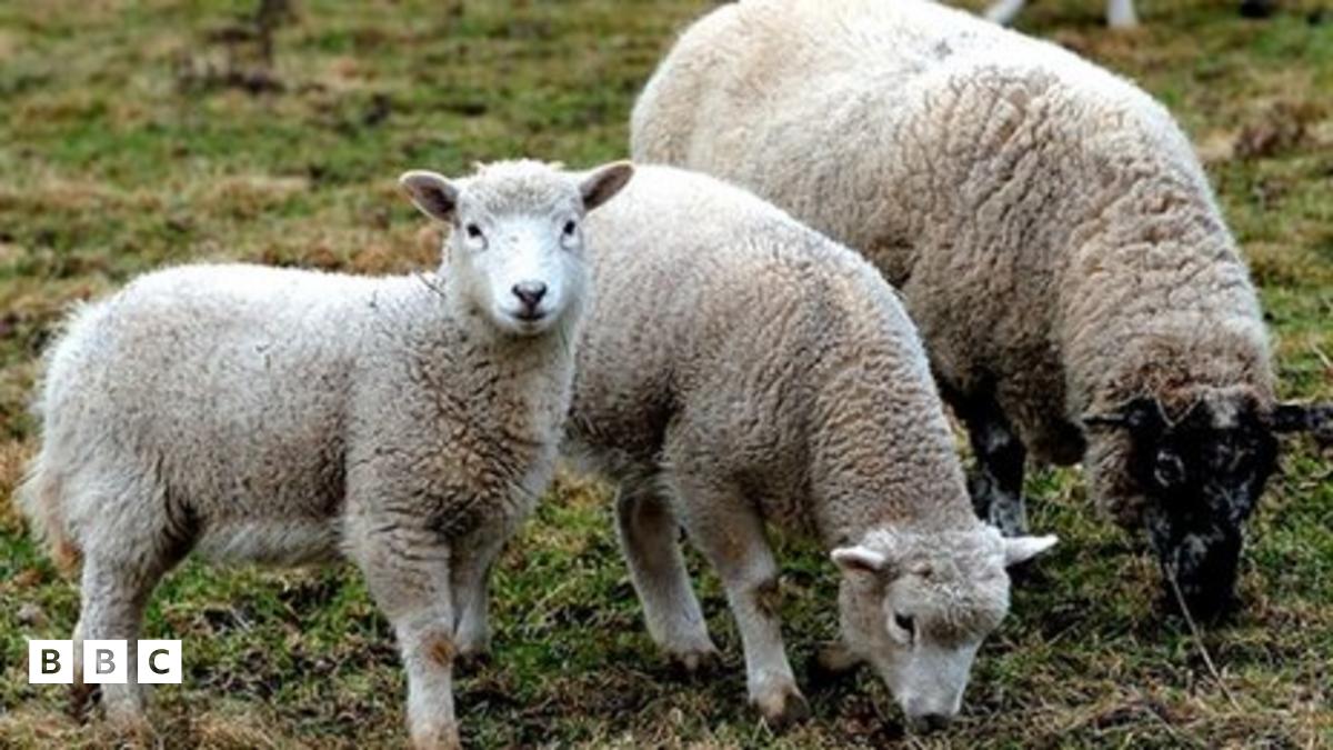 Lambs at risk from deadly Schmallenberg virus - BBC Newsround