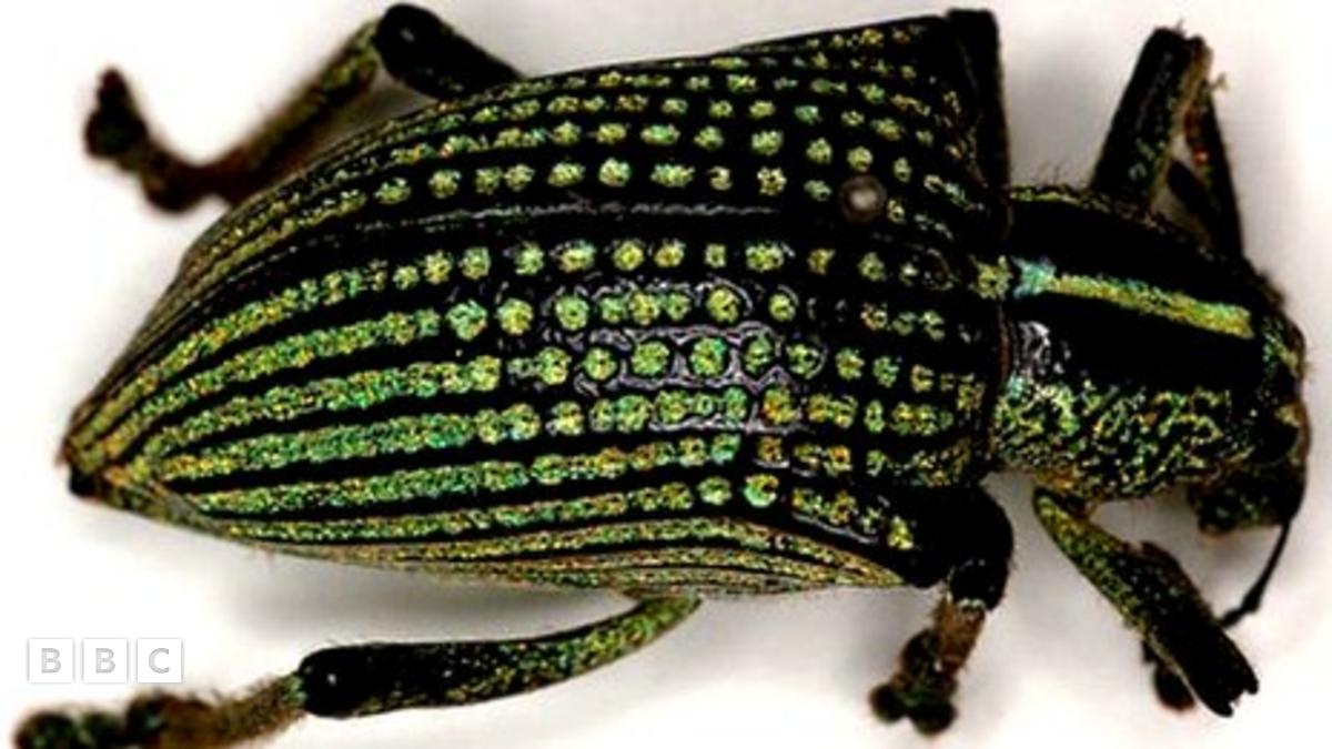 The secret of the Diamond weevil's sparkle - BBC Newsround
