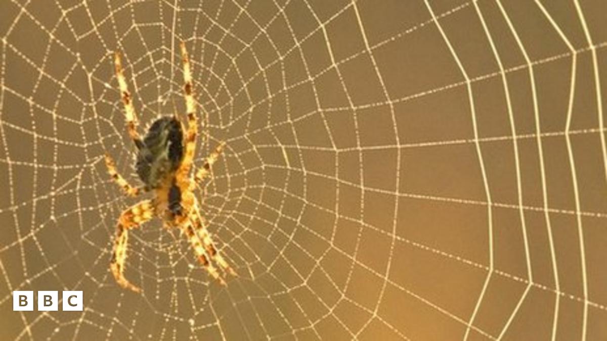 Scientist makes violin strings from spiders' webs - BBC Newsround