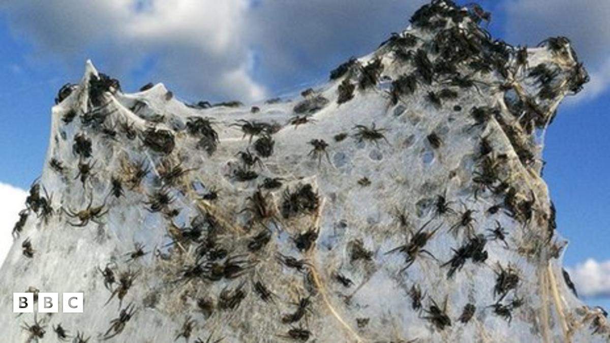 Australia floods cause huge spider webs - amazing pics - BBC Newsround